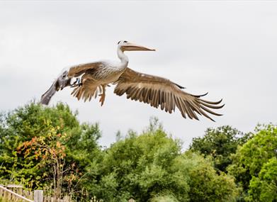WWT Slimbridge Wetland Centre - Animal Collection in Slimbridge, Stroud ...